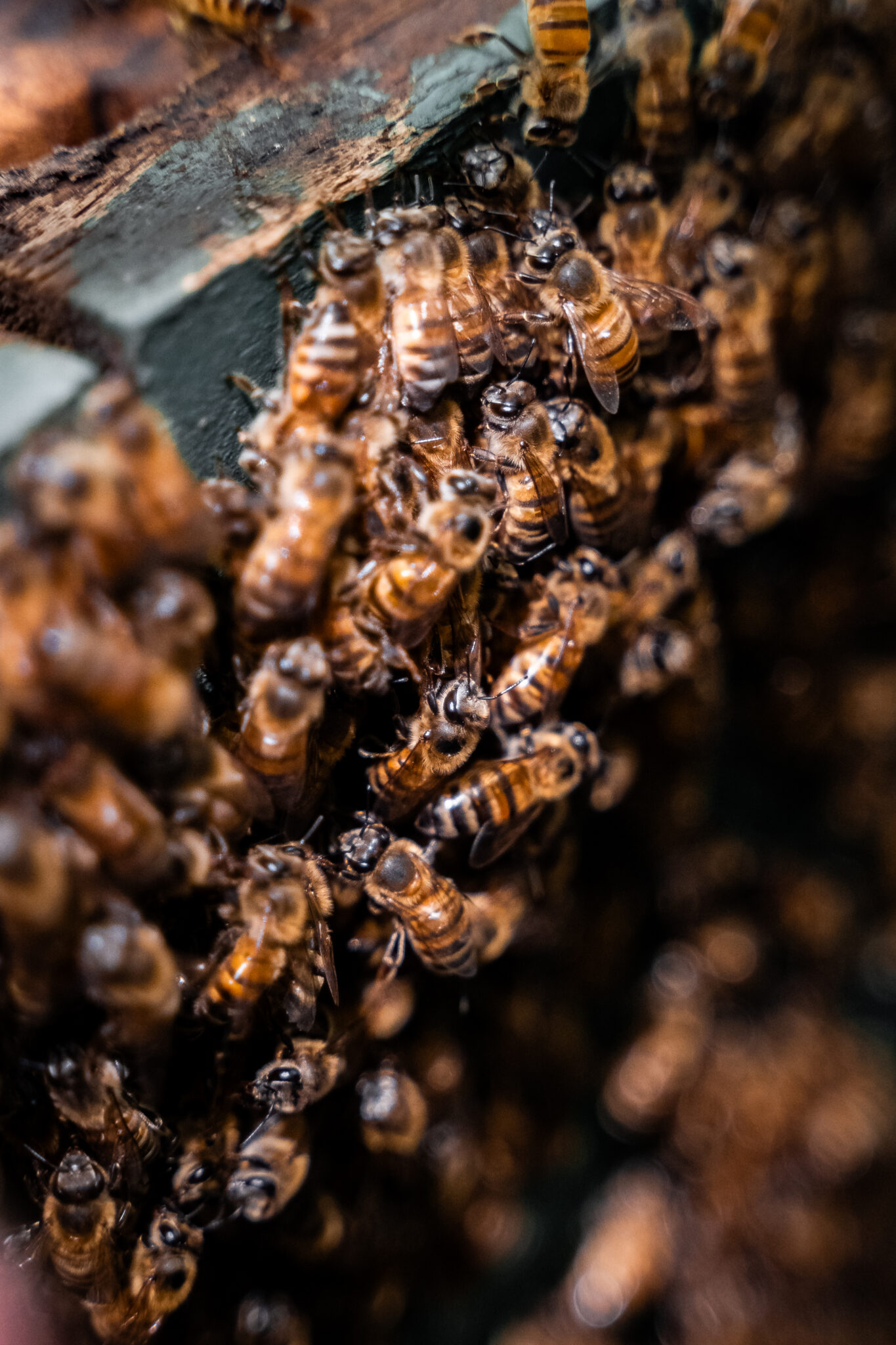 Reserva Conchal Apiary Project – FIFCO