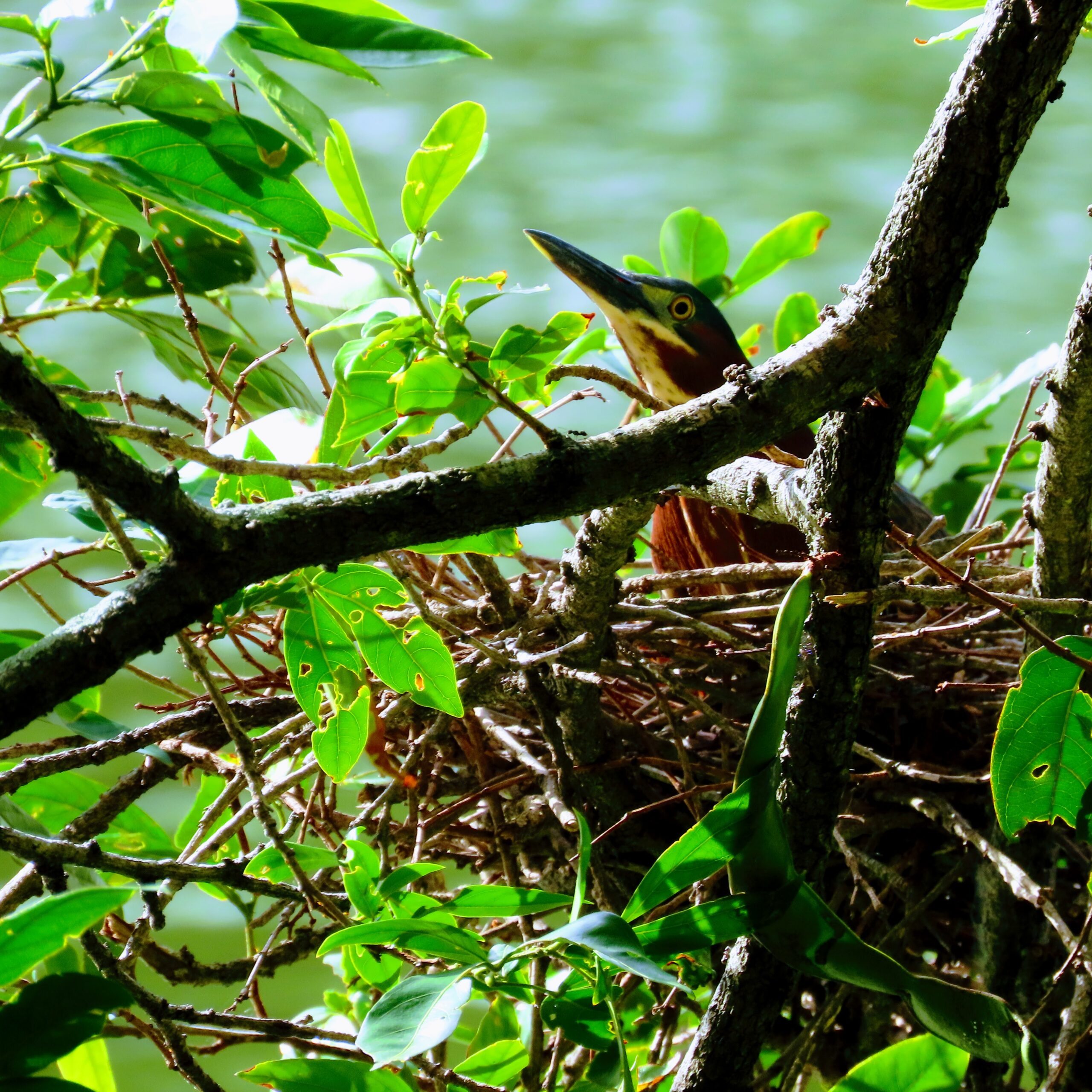 Somos FIFCO – FIFCO